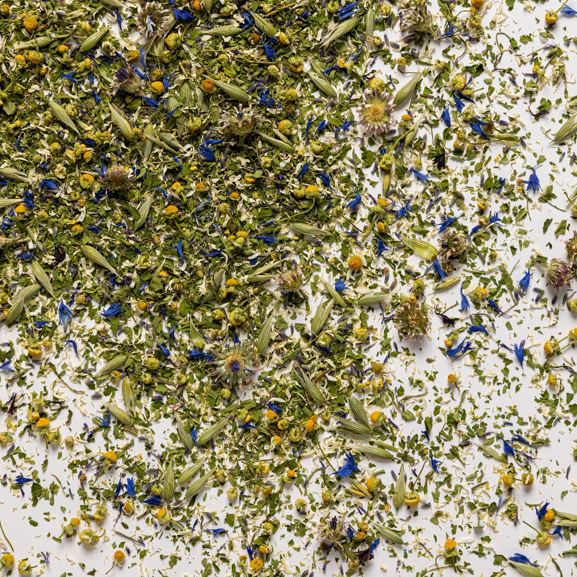 Stardust Tea, Organic – Katydid Hill Farm
